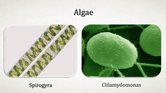 Microorganisms Class 8 | PDF