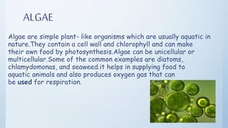 Microorganisms | PPT