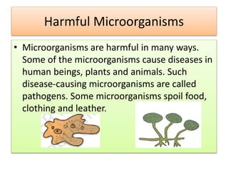 microorganisms.pptx