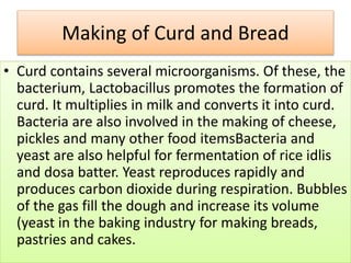microorganisms.pptx