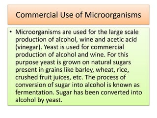 microorganisms.pptx