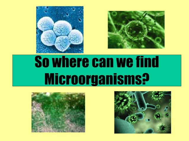 Microorganisms (plannts;aAnimal.ppt.pptx