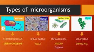 microorganisms.pptx CLASS 8 2ND CHAPTER .. | PPTX