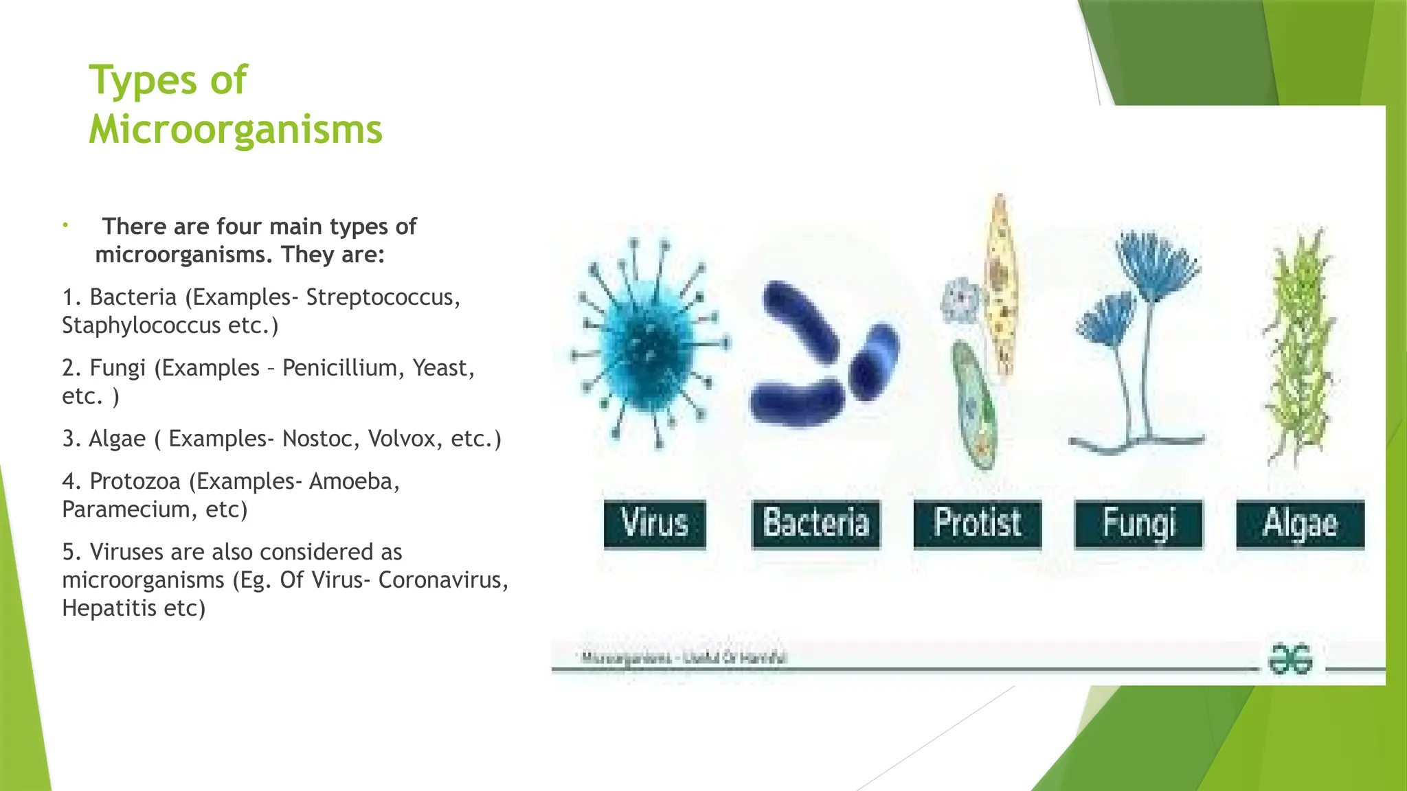 Microorganisms: The Tiny World Presentation | PPT