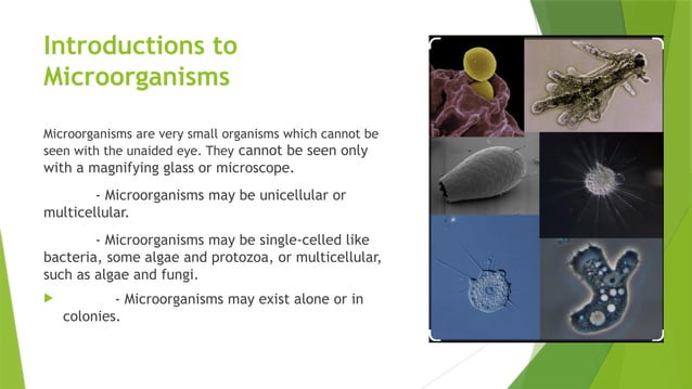 Microorganisms: The Tiny World Presentation | PPT