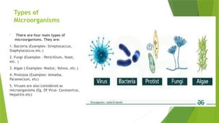 Microorganisms: The Tiny World Presentation | PPT