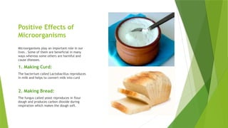 Microorganisms: The Tiny World Presentation | PPT