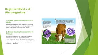 Microorganisms: The Tiny World Presentation | PPTX