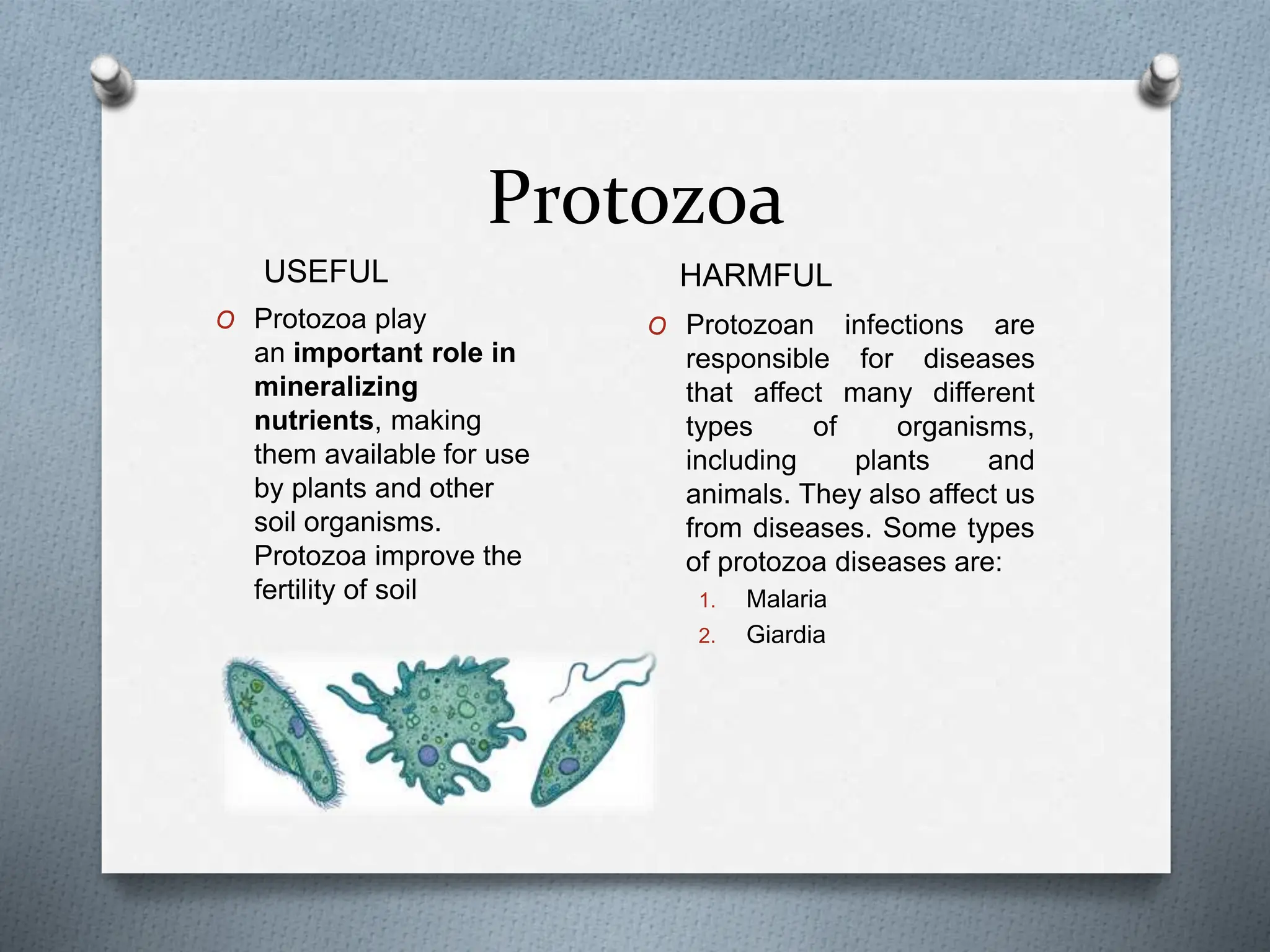 Harmful and Useful Microorganisms Presentation | PPTX