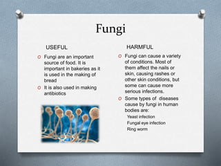 Harmful and Useful Microorganisms Presentation | PPTX