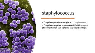 Microorganismsantbioticsand antibiotics.pptx