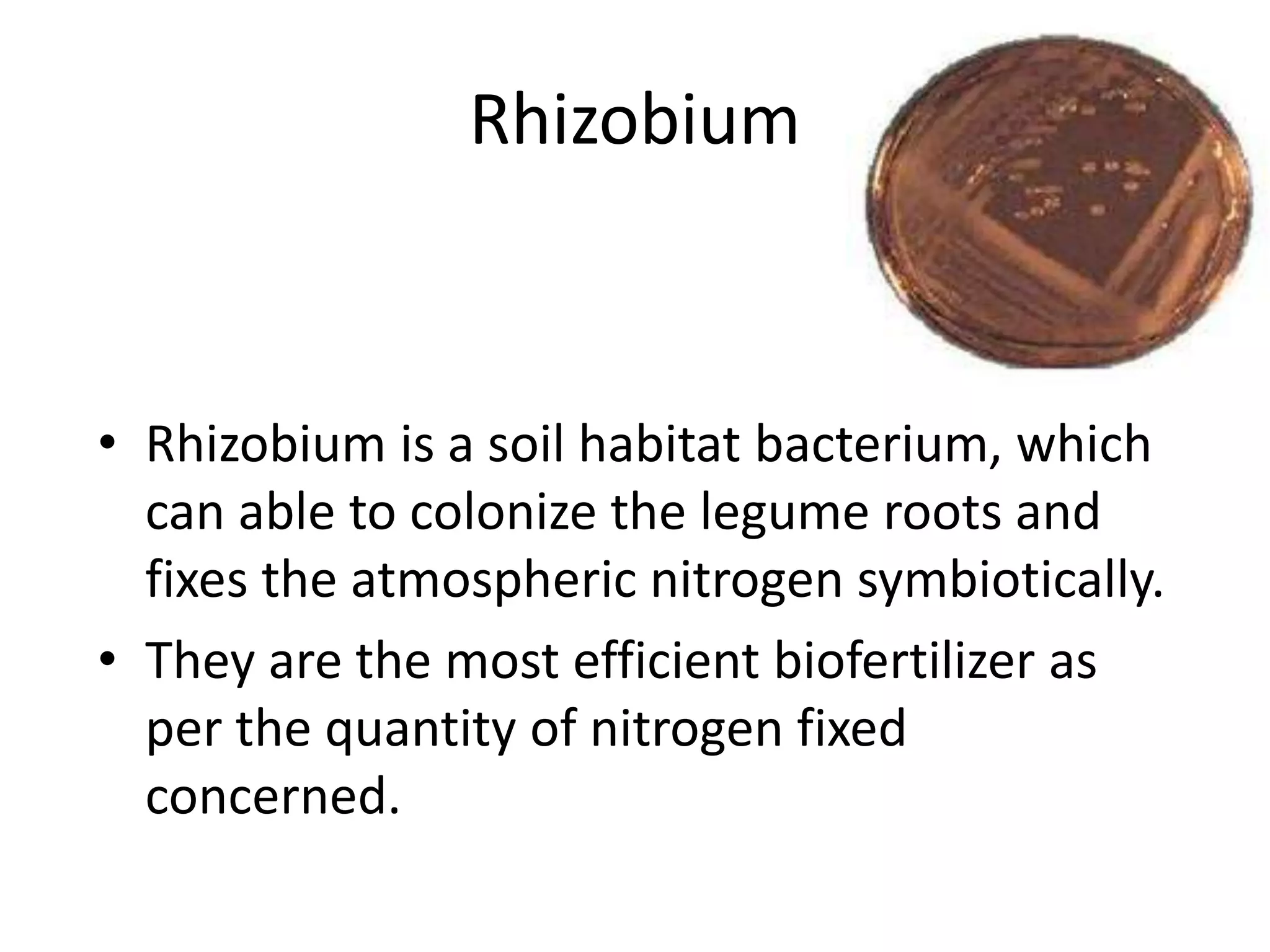 Microorganisms as biofertilizer | PPTX