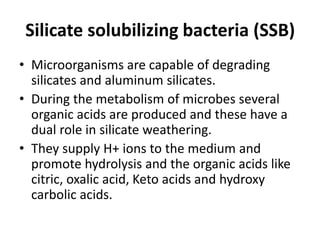 Microorganisms as biofertilizer | PPTX