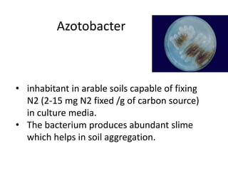 Microorganisms as biofertilizer | PPTX