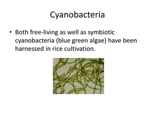 Microorganisms as biofertilizer | PPTX