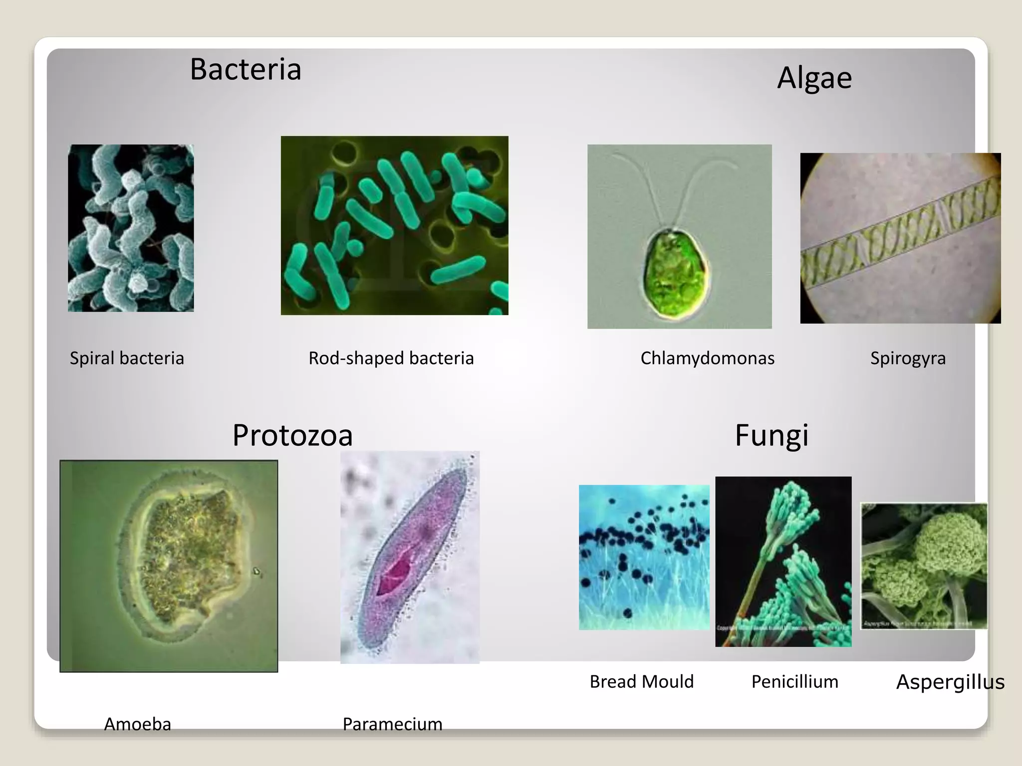 microorganisms: friend and foe class 8(vishakha) | PPTX