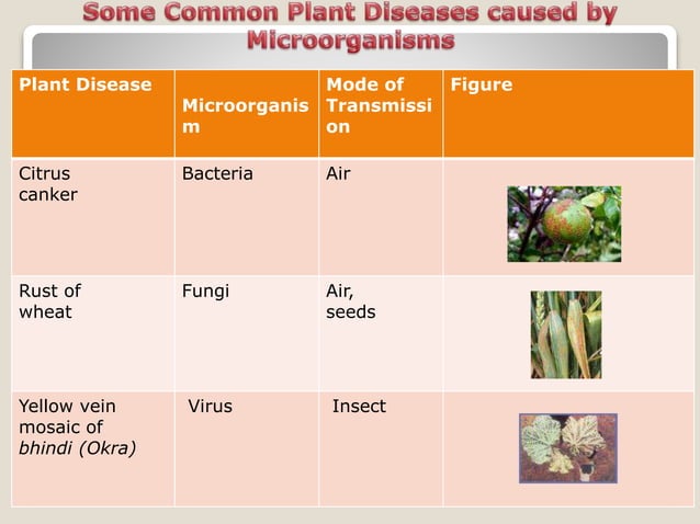 microorganisms: friend and foe class 8(vishakha) | PPTX | Infectious ...