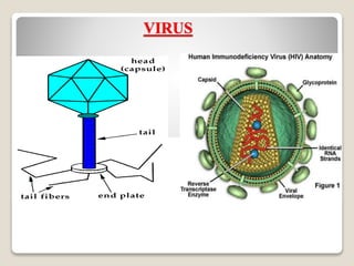 microorganisms: friend and foe class 8(vishakha) | PPTX
