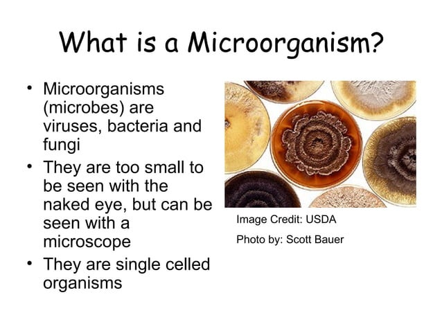 Microorganisms Food Safety Haccp | PPT