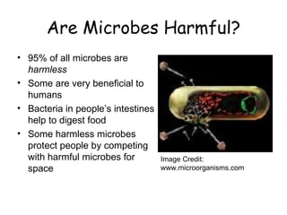 Microorganisms Food Safety Haccp | PPT