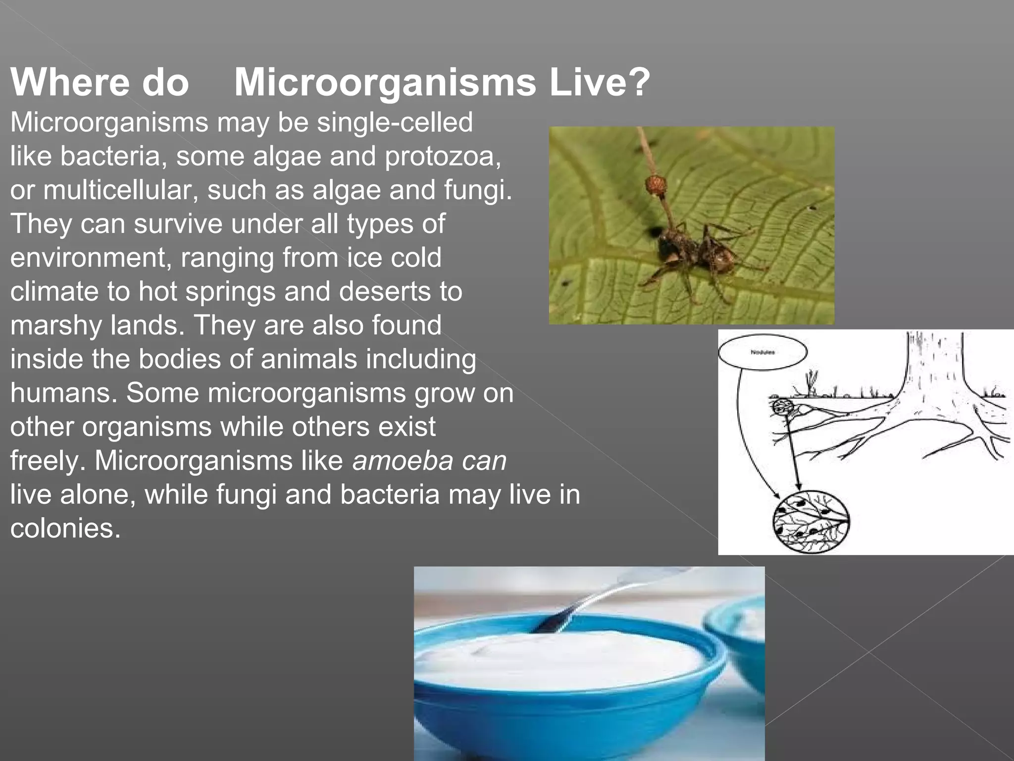 Microorganisms; friend and foe | PPT