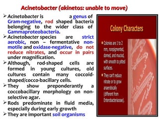 Microorganisms important in livestock products | PPT