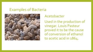 Microorganisms Part 2.pptx