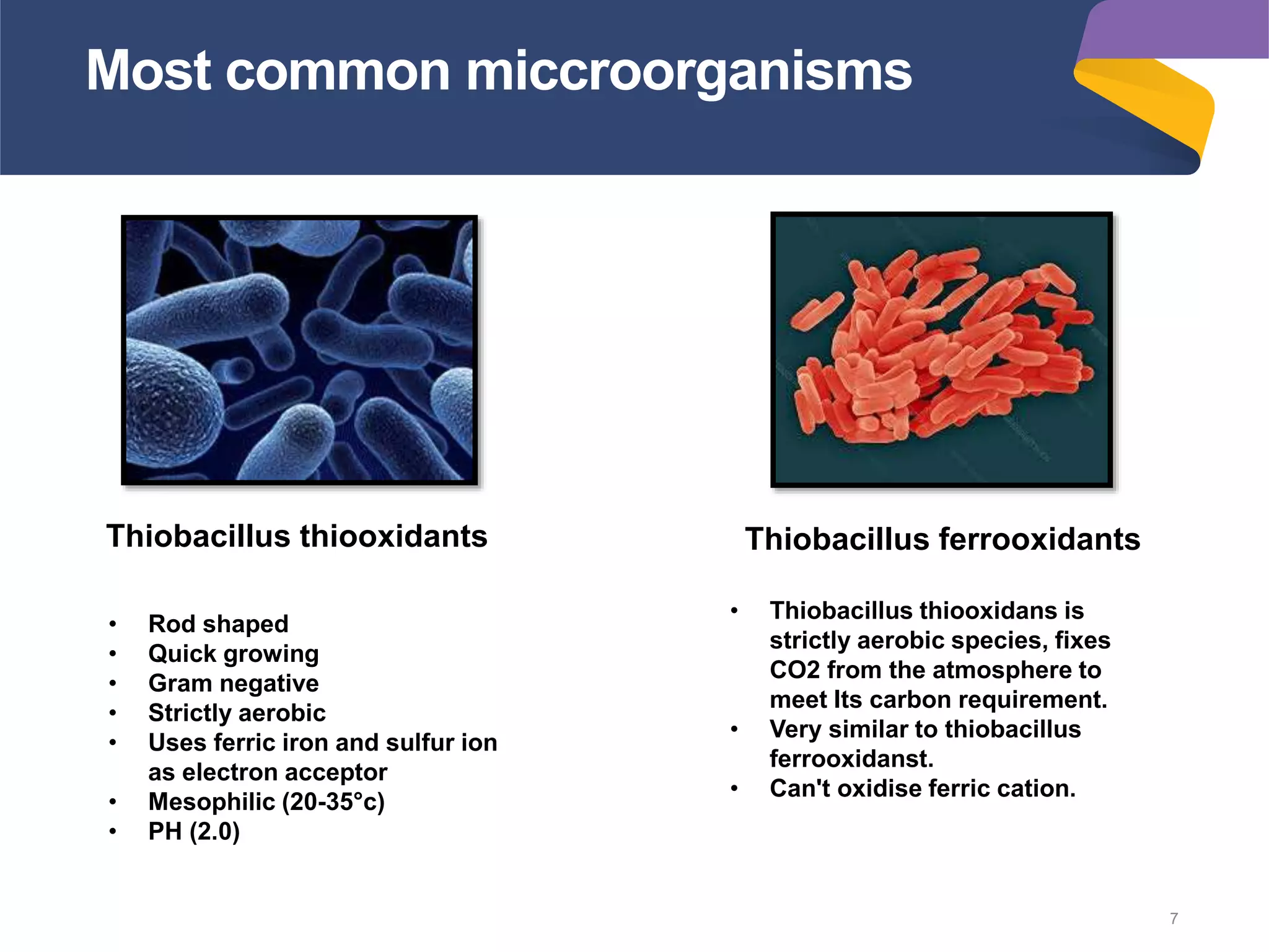 Microorganism used in bioleaching | PPTX