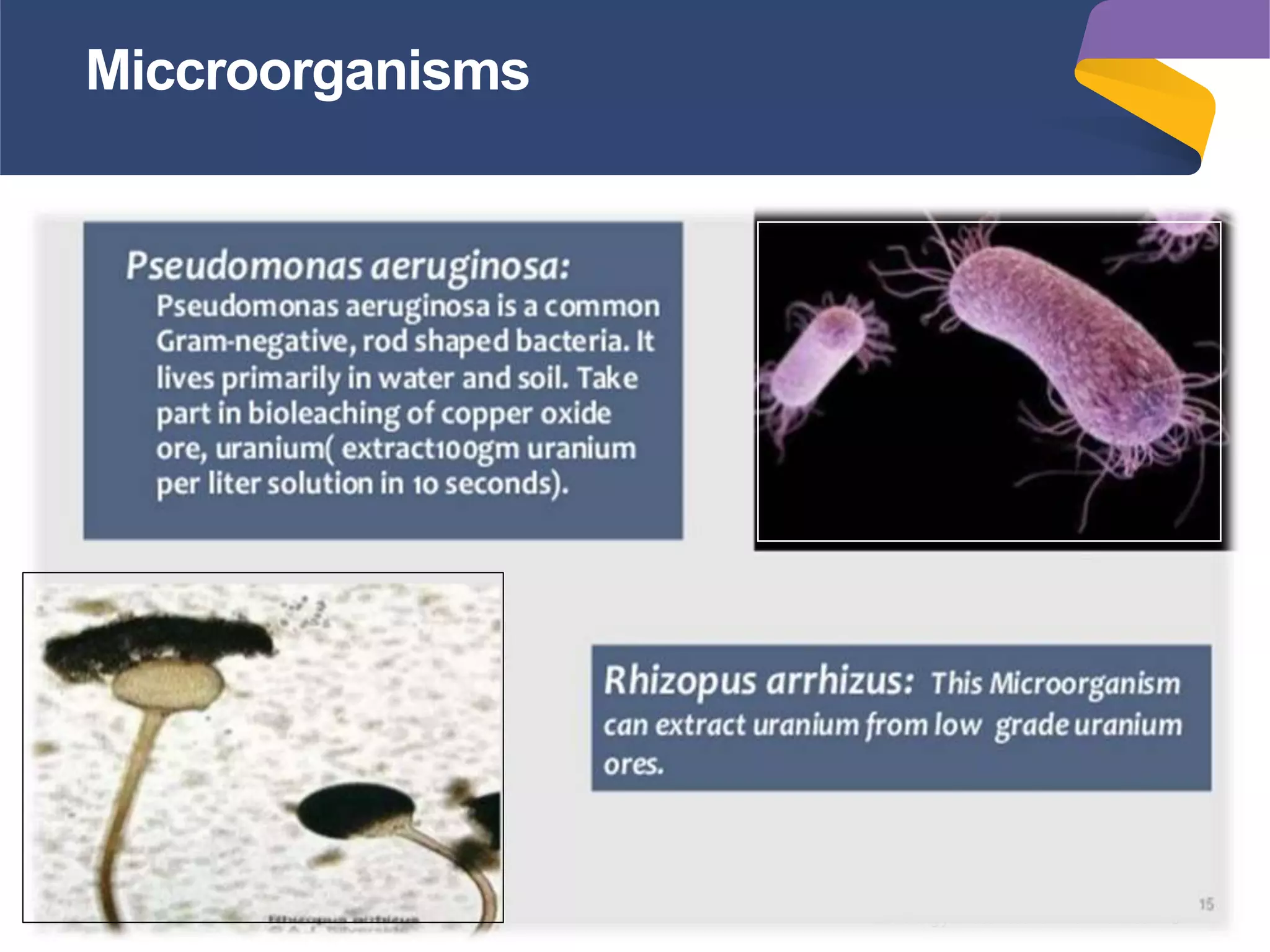 Microorganism used in bioleaching | PPTX