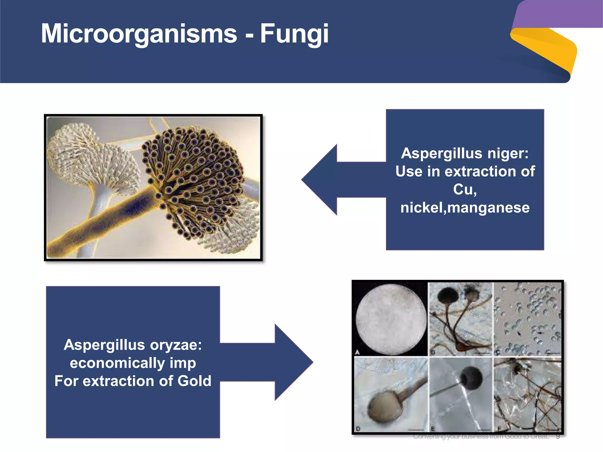 Microorganism used in bioleaching | PPTX