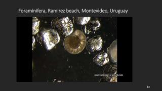 Micropaleontology and foraminifera | PPTX | Geology | Science