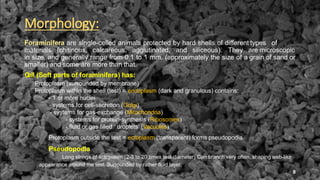 Micropaleontology and foraminifera | PPTX | Geology | Science