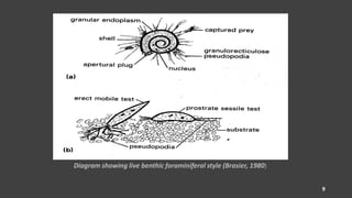 Micropaleontology and foraminifera | PPTX | Geology | Science