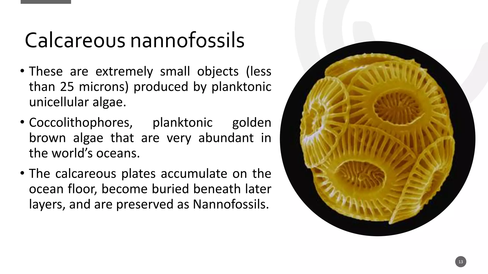 Micropaleontology in petroleum exploration.pptx