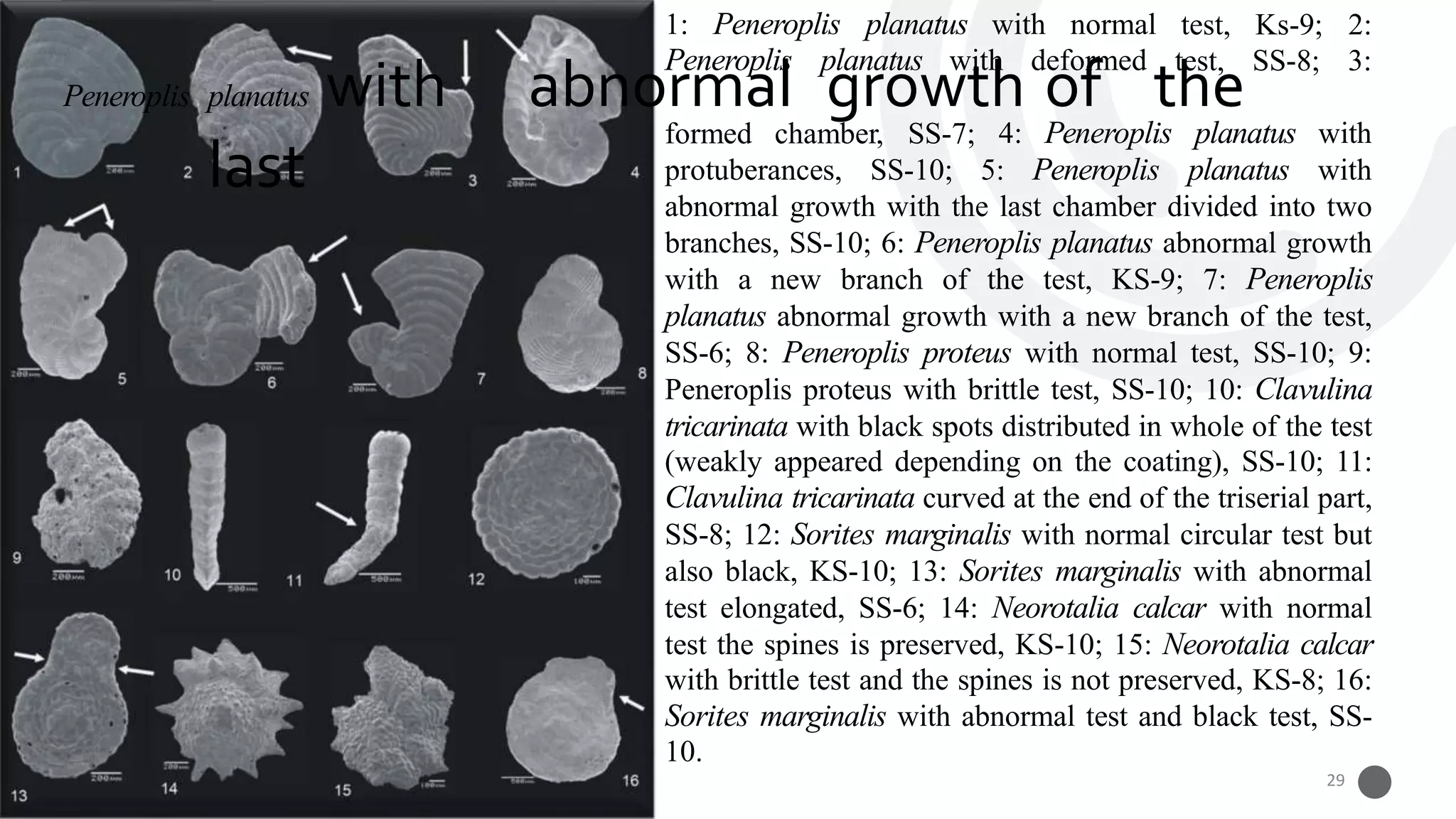 Micropaleontology in petroleum exploration.pptx