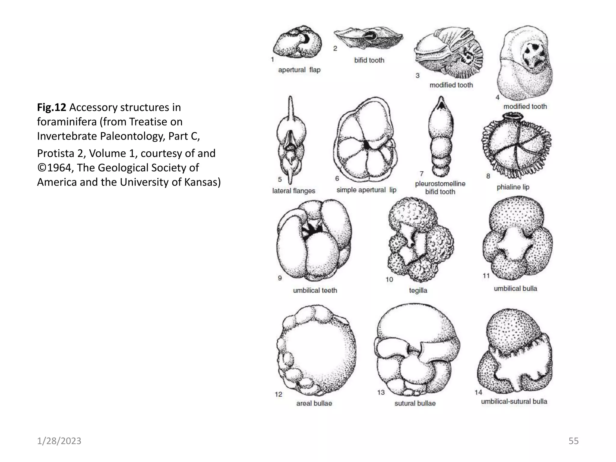MICROPALEONTOLOGY ppt.pptx