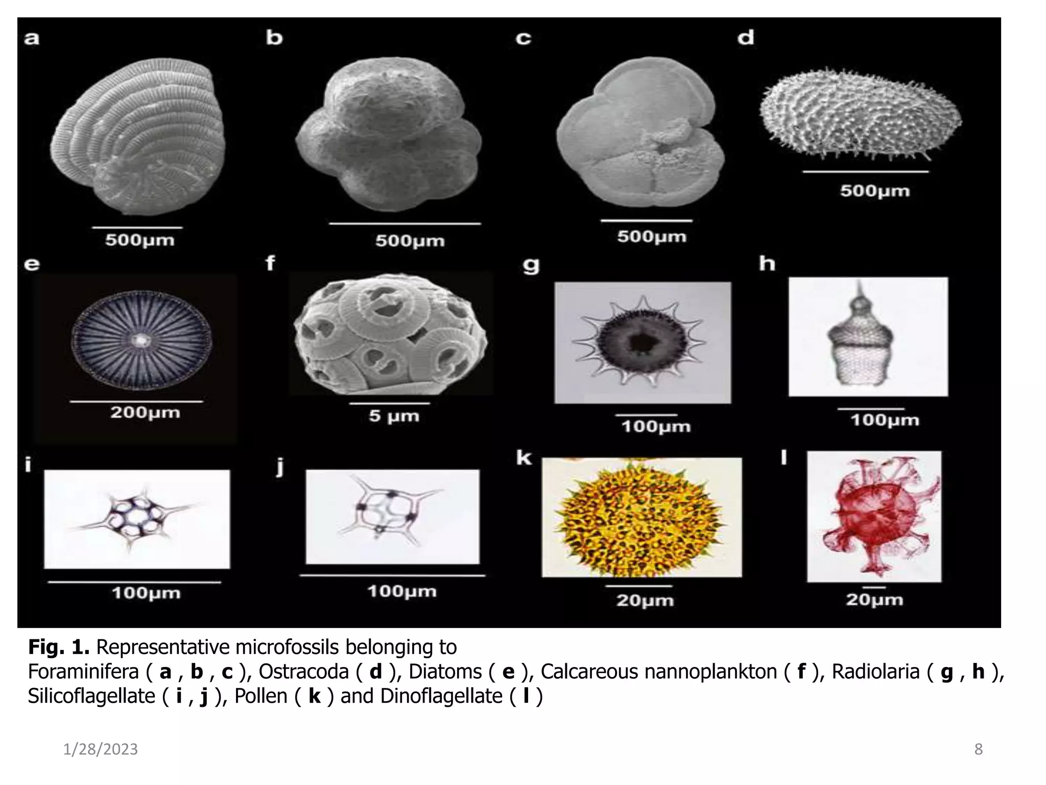 MICROPALEONTOLOGY ppt.pptx