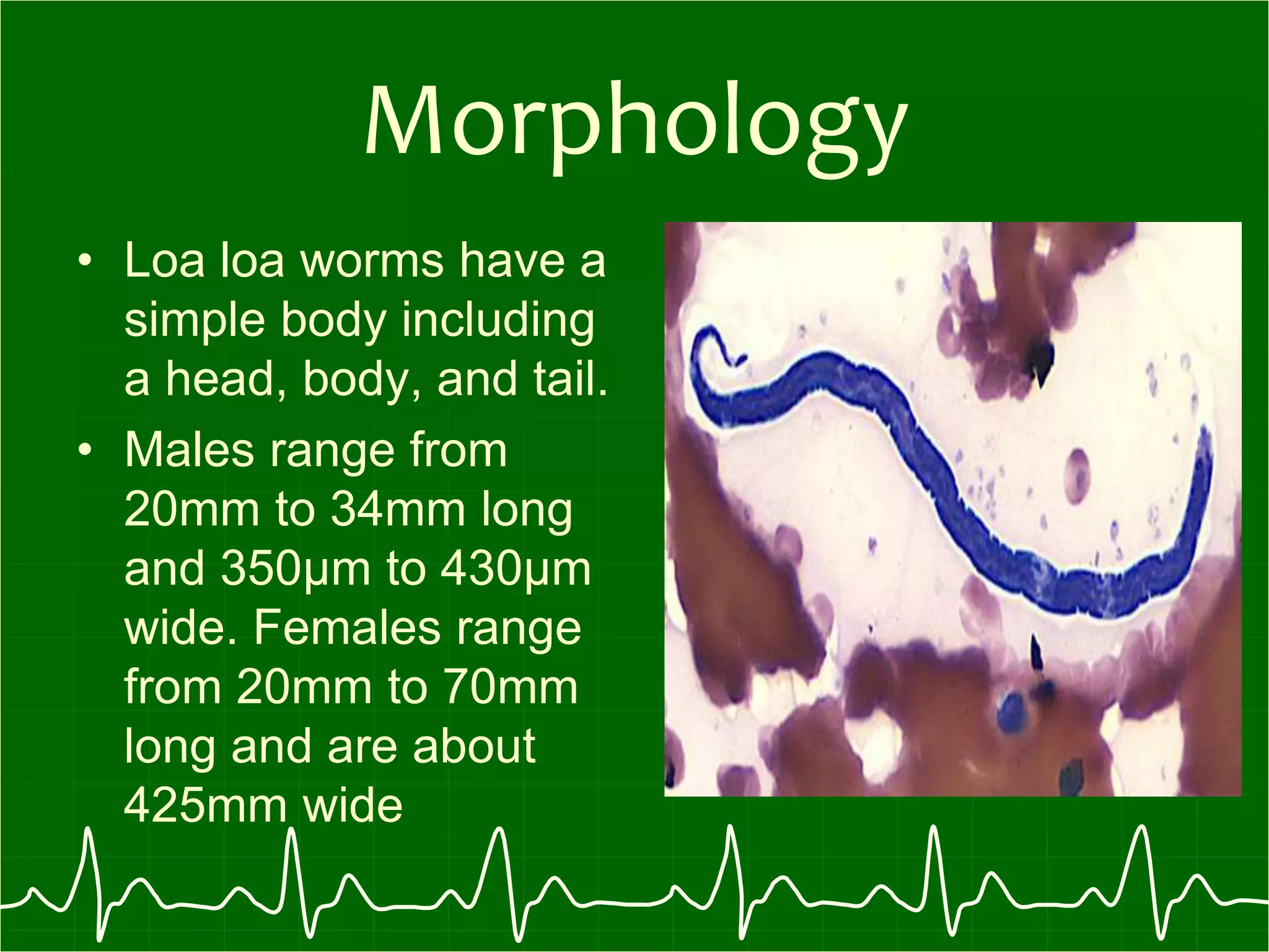 Loa-Loa in Microbiology & Parasitology | PPTX