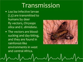 Loa-Loa in Microbiology & Parasitology | PPTX