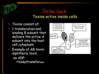 [Micro] pathogenesis | PPT