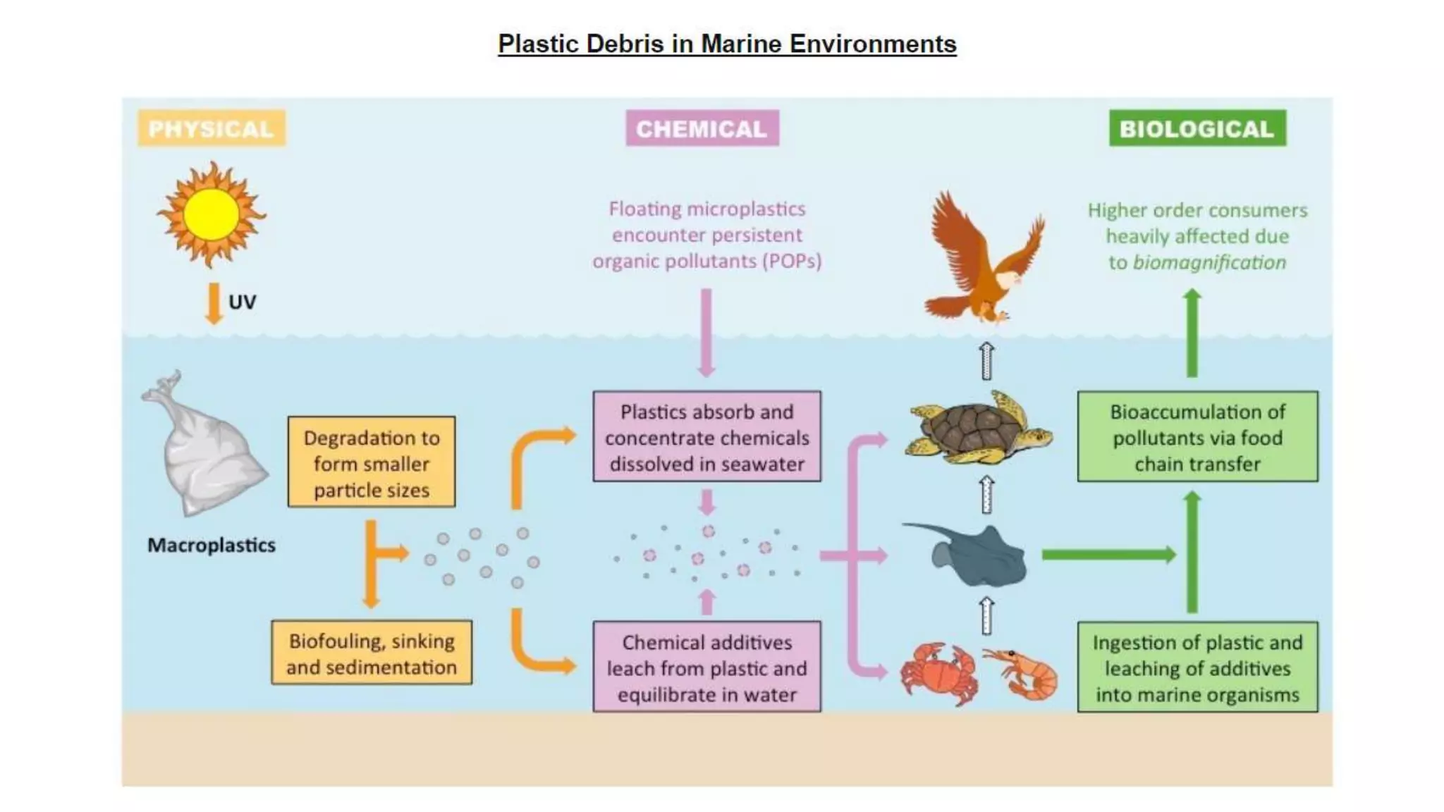 Microplastics | PPTX