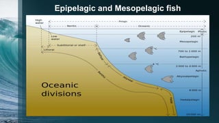 Microplastics in fish from the KZN Bight | PPTX | Geography | Science
