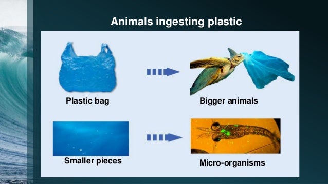 Microplastics in fish from the KZN Bight