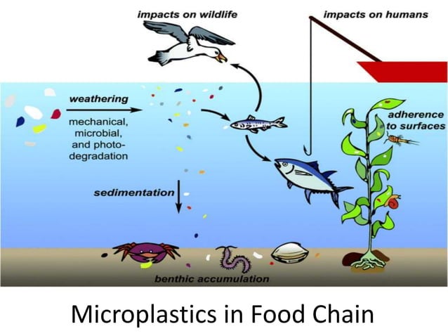 Microplastics | PPTX | Science