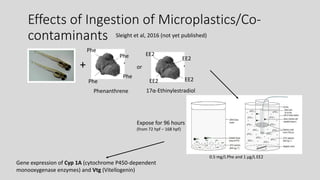 microplastics-in-freshwater-environment.pdf