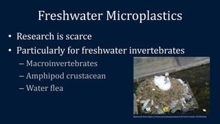 Microplastics Presentation copy (1).pptx