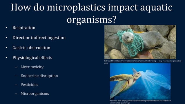 Microplastics Presentation copy (1).pptx