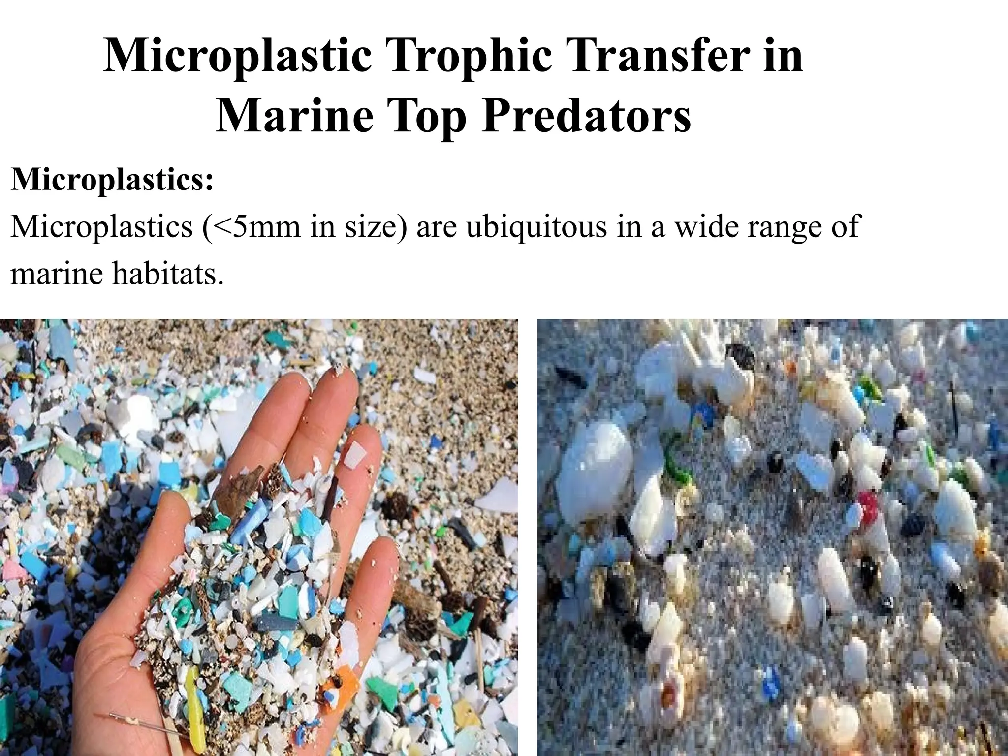 Microplastic Trophic Transfer in Marine Top Predators.pptxJHEJ | PPTX