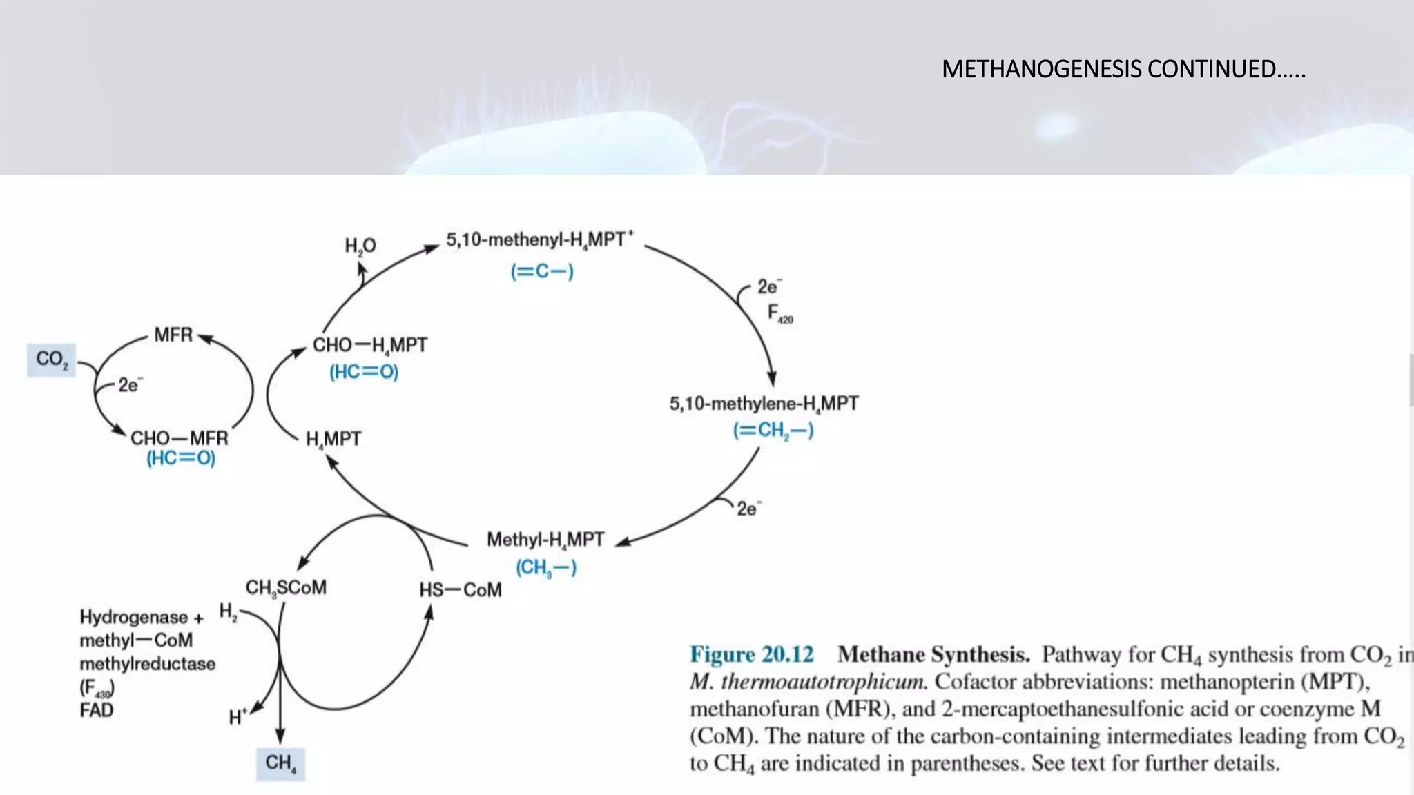 nitrate and sulfate reduction ; methanogenesis and acetogenesis | PPTX ...