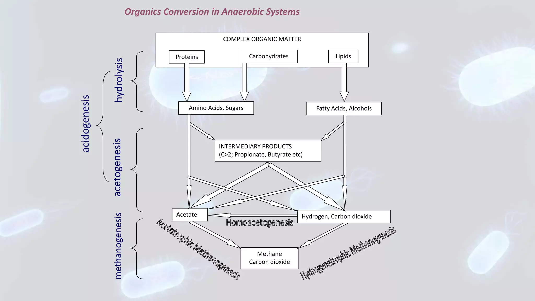 nitrate and sulfate reduction ; methanogenesis and acetogenesis | PPTX ...